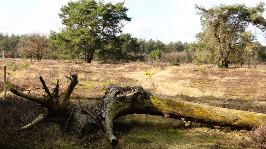 Wandelen in de Maashorst: routes, tips en dieren spotten | OutdoorOnly